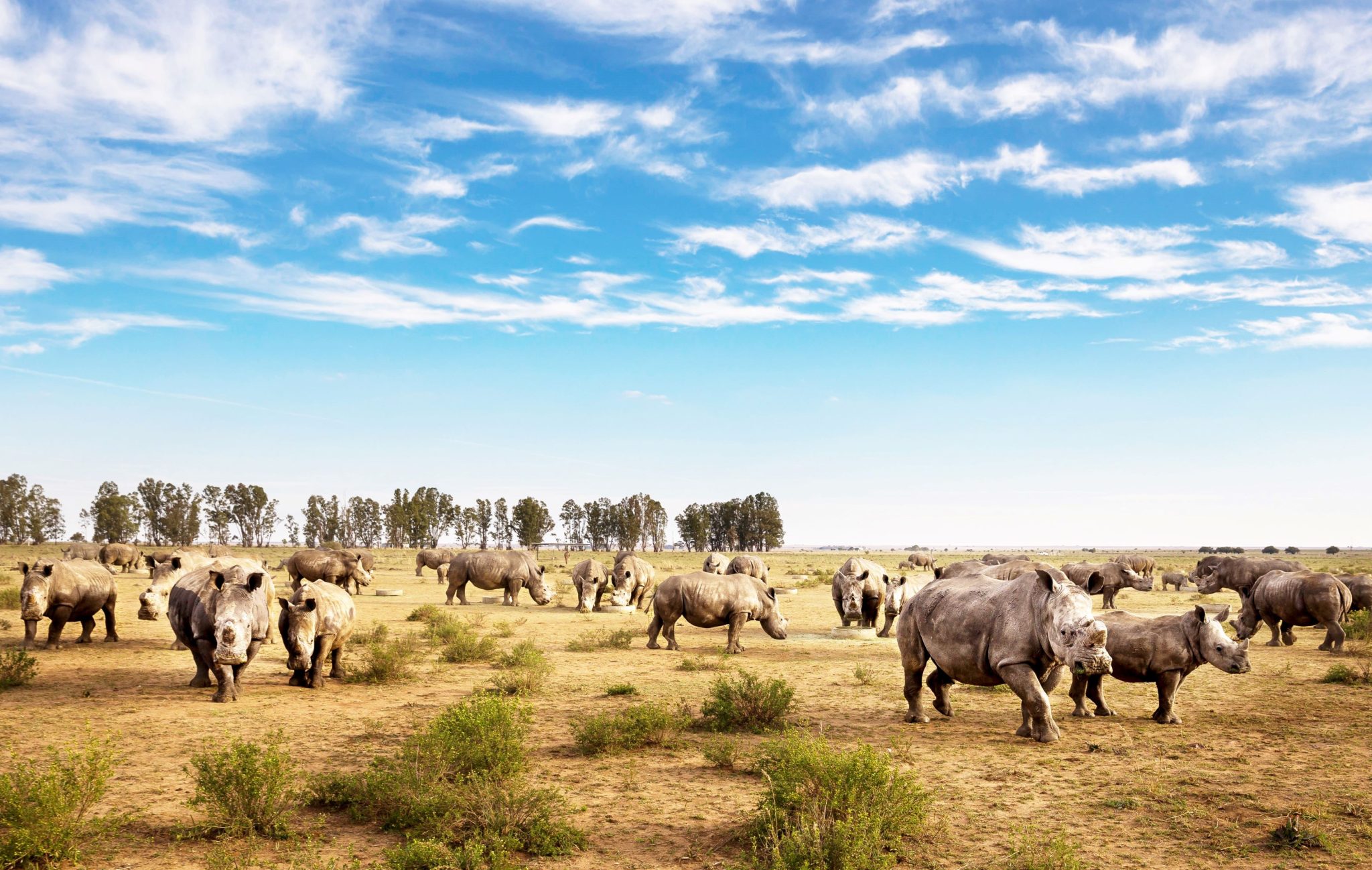 African Parks is now custodian of 2,000 southern white rhino - RWANDA ...