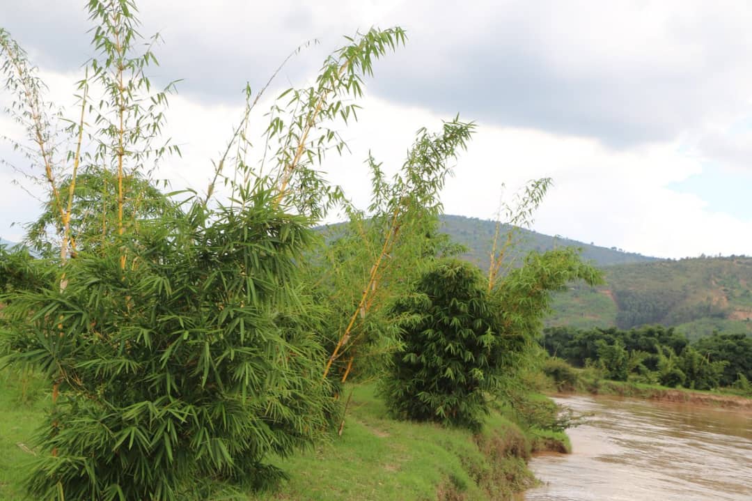 Rwanda uses bamboo trees to protect Nile river basin from flooding ...